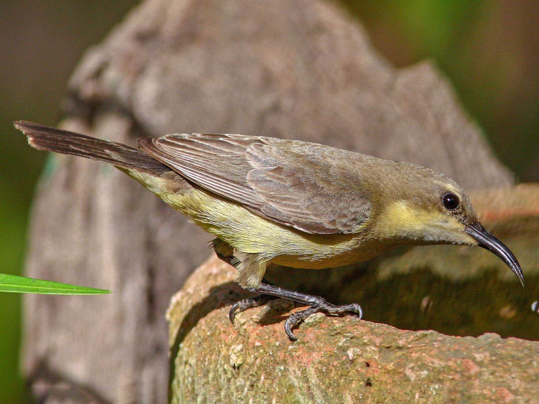 Beautiful Sunbird - eBird