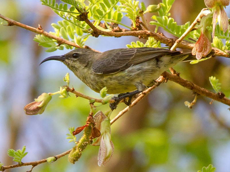 Black-bellied Sunbird - eBird