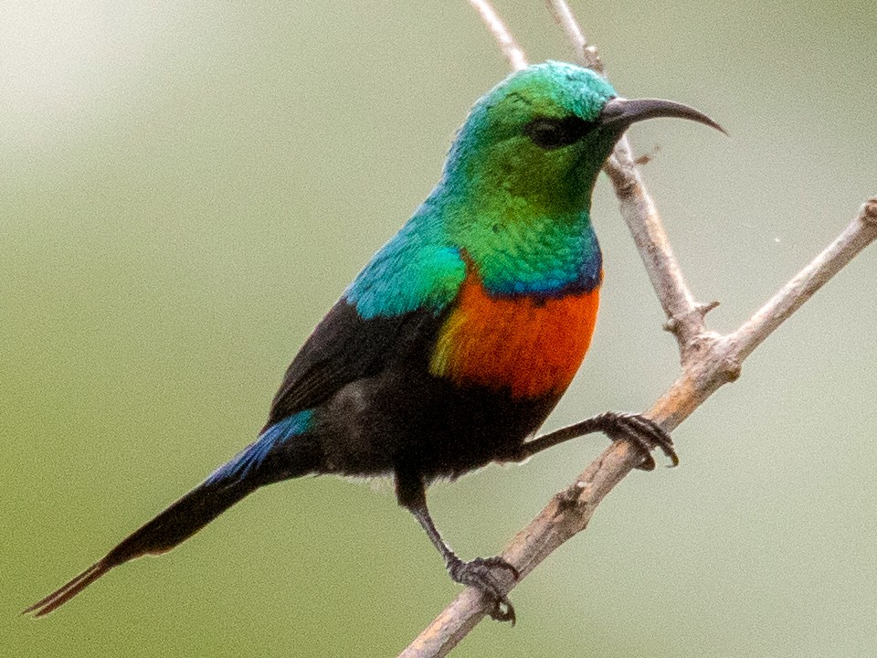 Black-bellied Sunbird - eBird