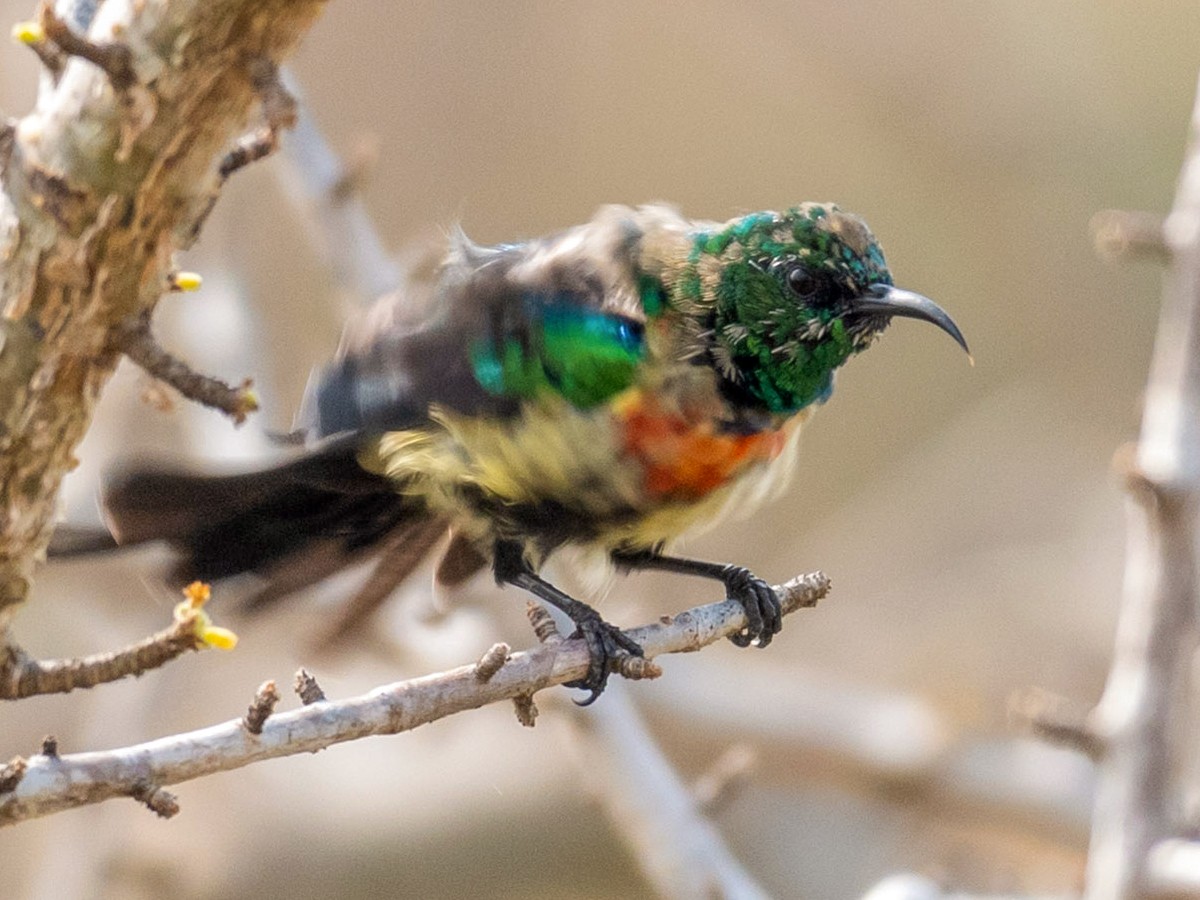 Black-bellied Sunbird - eBird