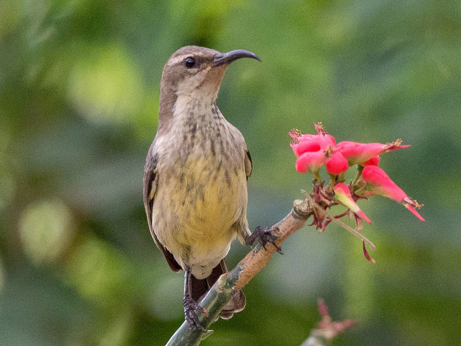 Black-bellied Sunbird - eBird