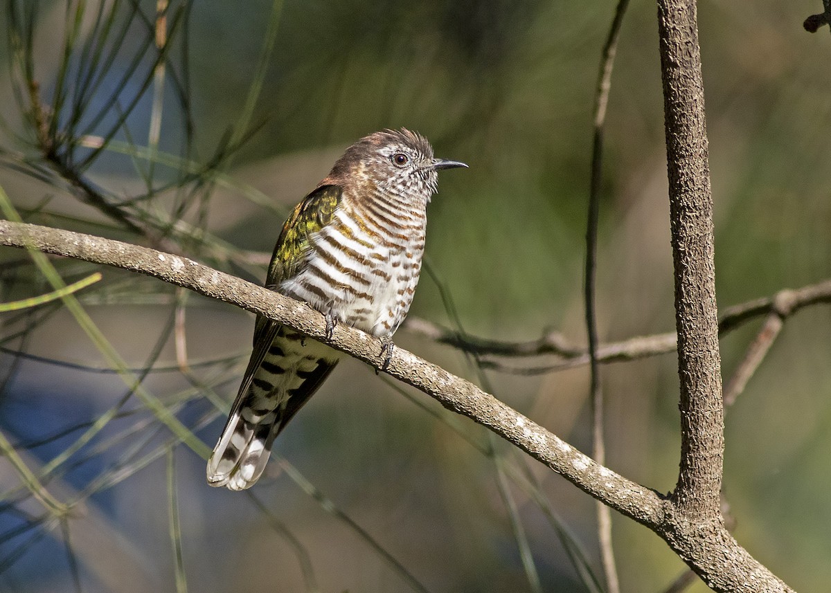 Shining Bronze-Cuckoo - Chrysococcyx lucidus - Media Search - Macaulay ...