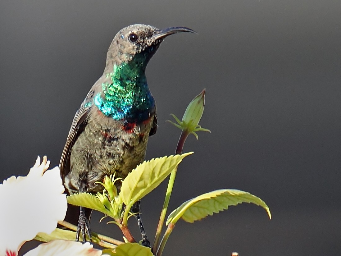 Shining Sunbird - eBird