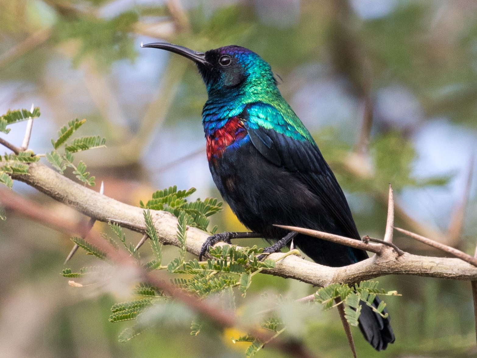 Shining Sunbird - eBird
