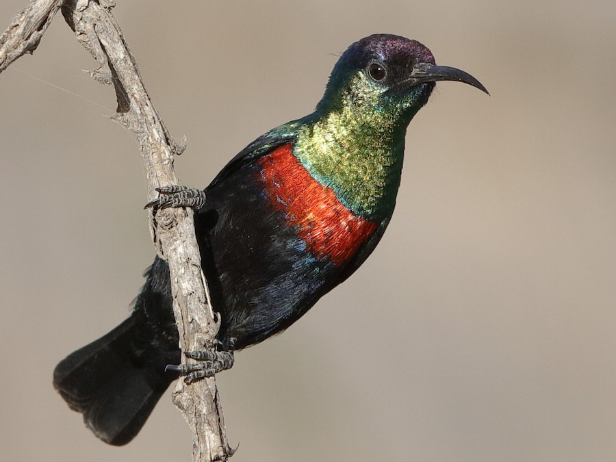 Shining Sunbird - eBird