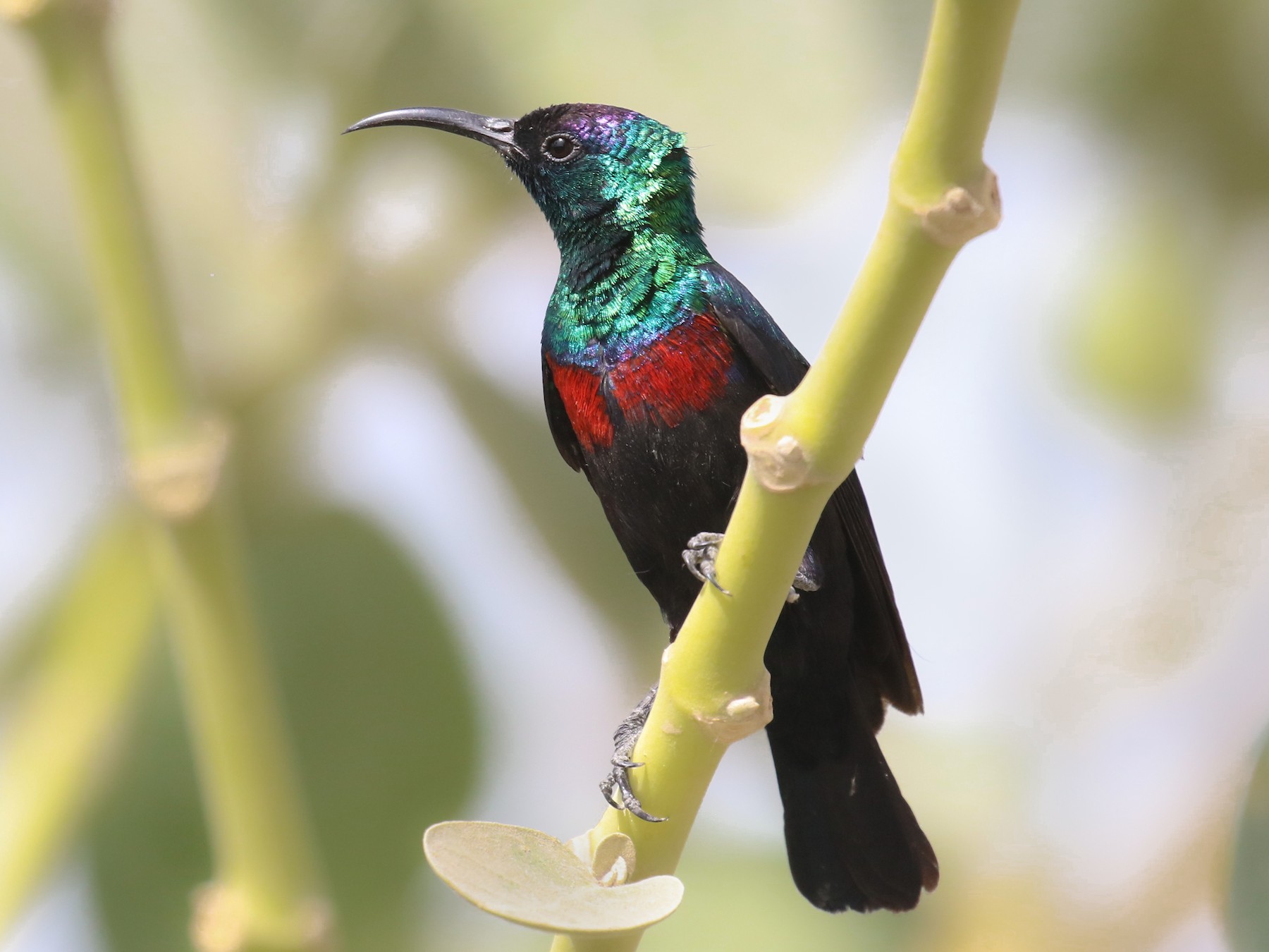 Shining Sunbird - eBird