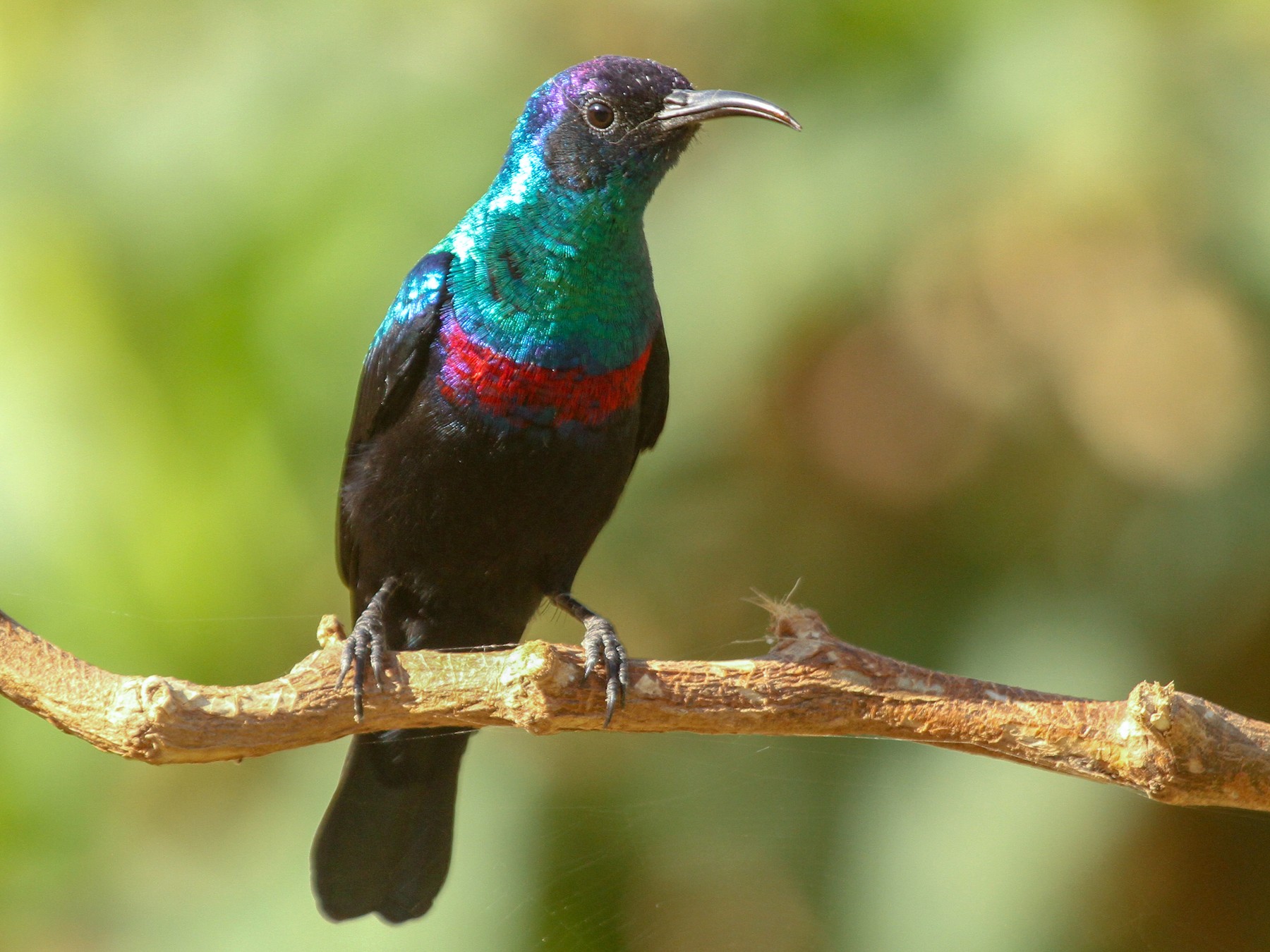 Shining Sunbird - eBird