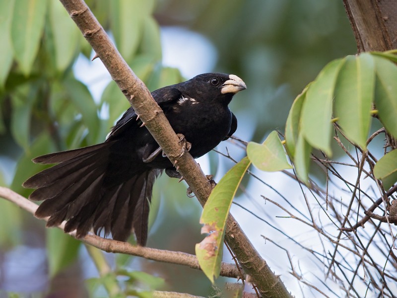 White-billed Buffalo-Weaver - eBird