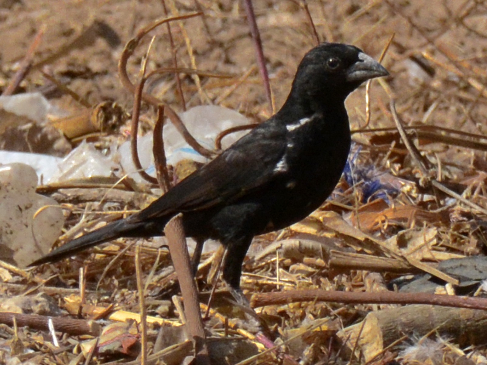 White-billed Buffalo-Weaver - eBird