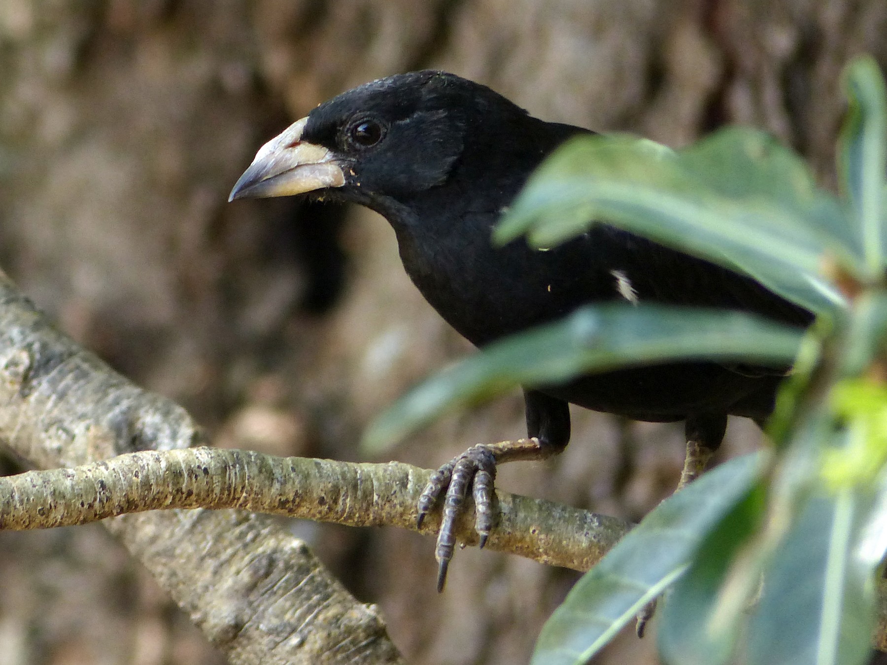 White-billed Buffalo-Weaver - eBird