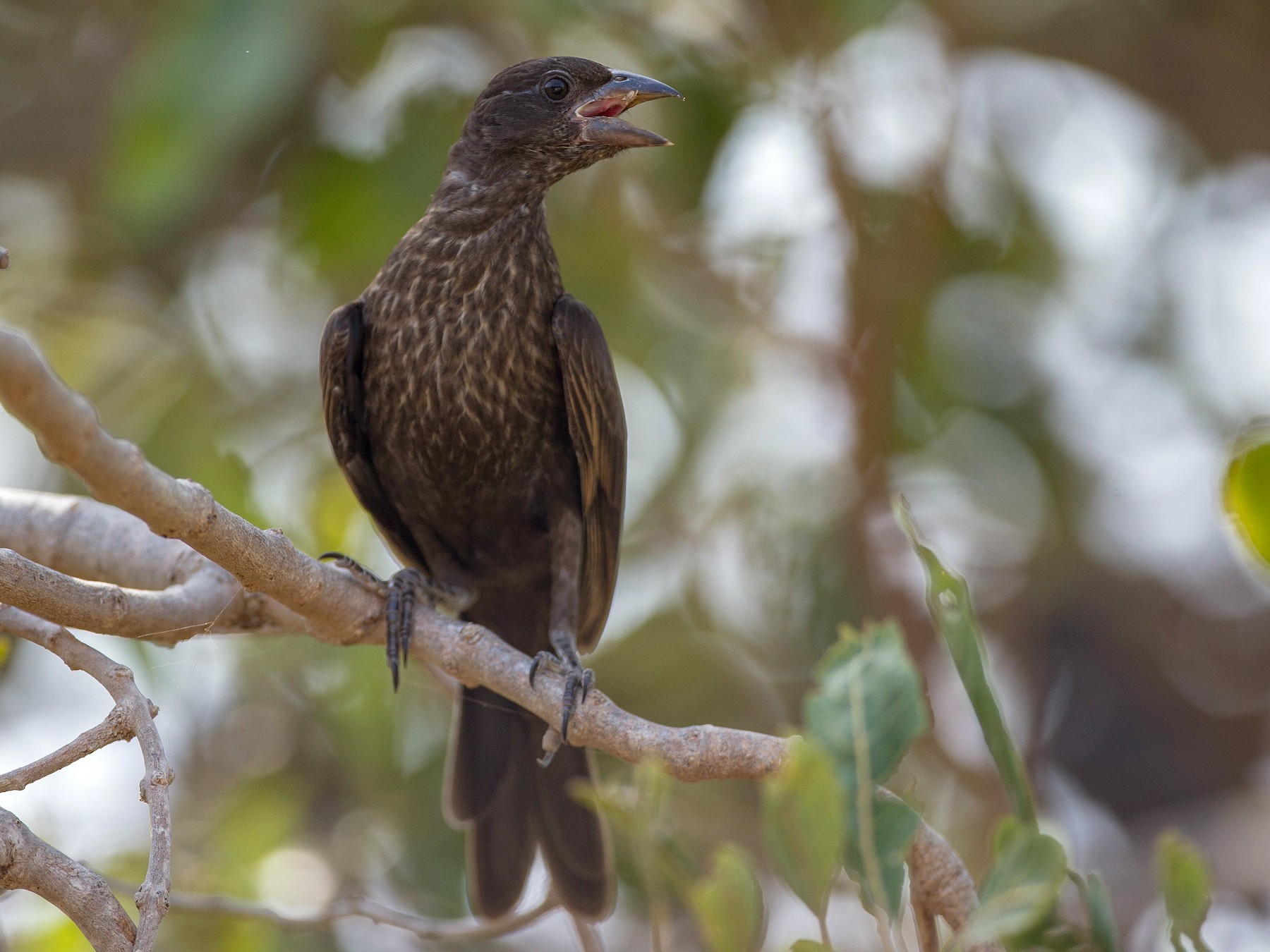 White-billed Buffalo-Weaver - eBird