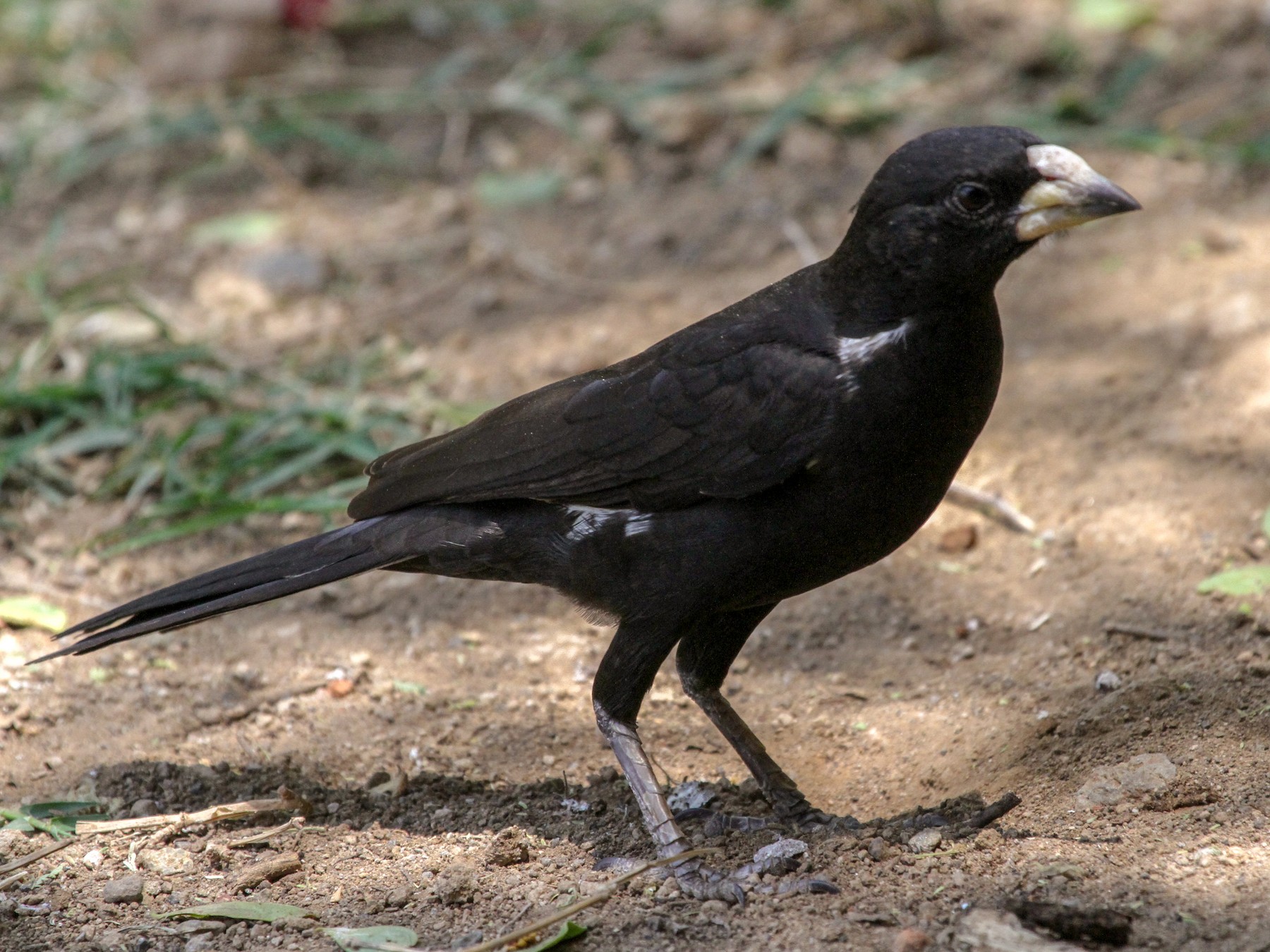 White-billed Buffalo-Weaver - eBird