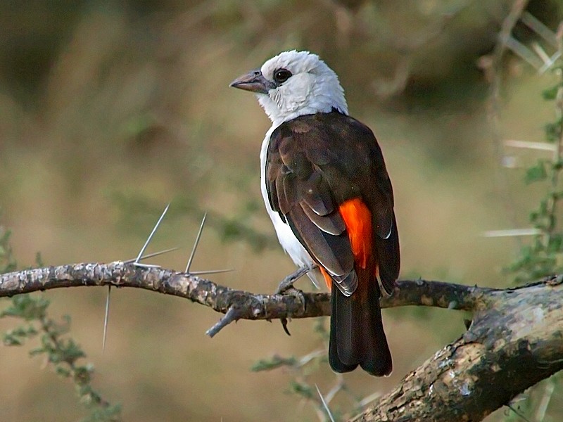White-headed Buffalo-Weaver - eBird