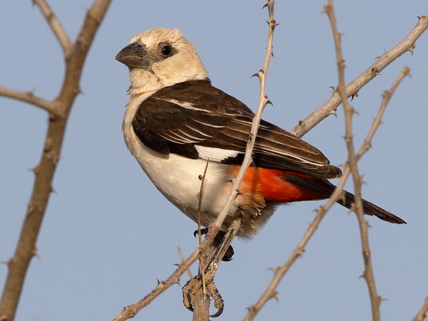 White-headed Buffalo-Weaver - eBird