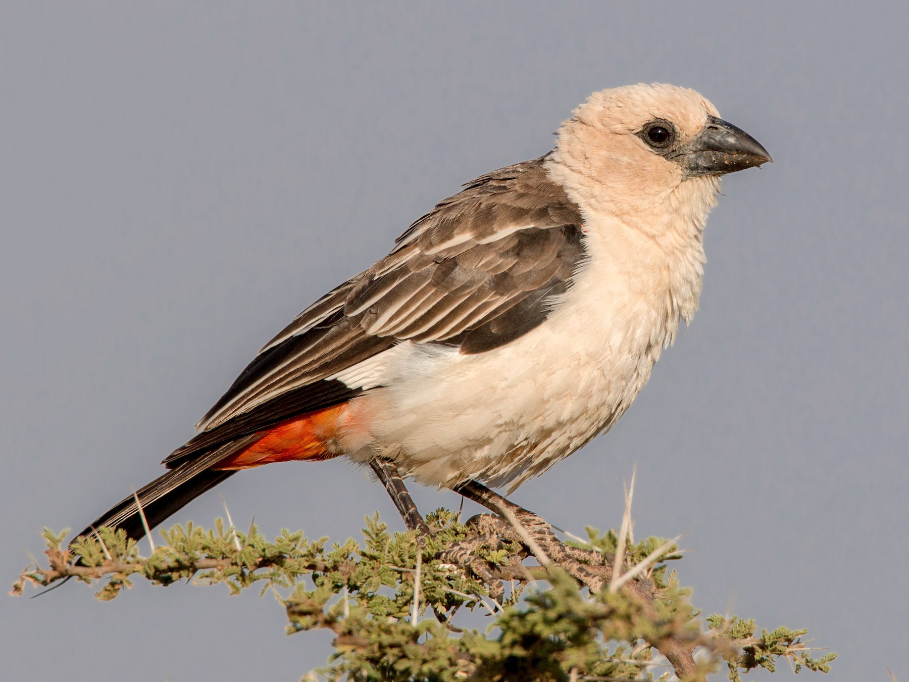 White-headed Buffalo-Weaver - eBird