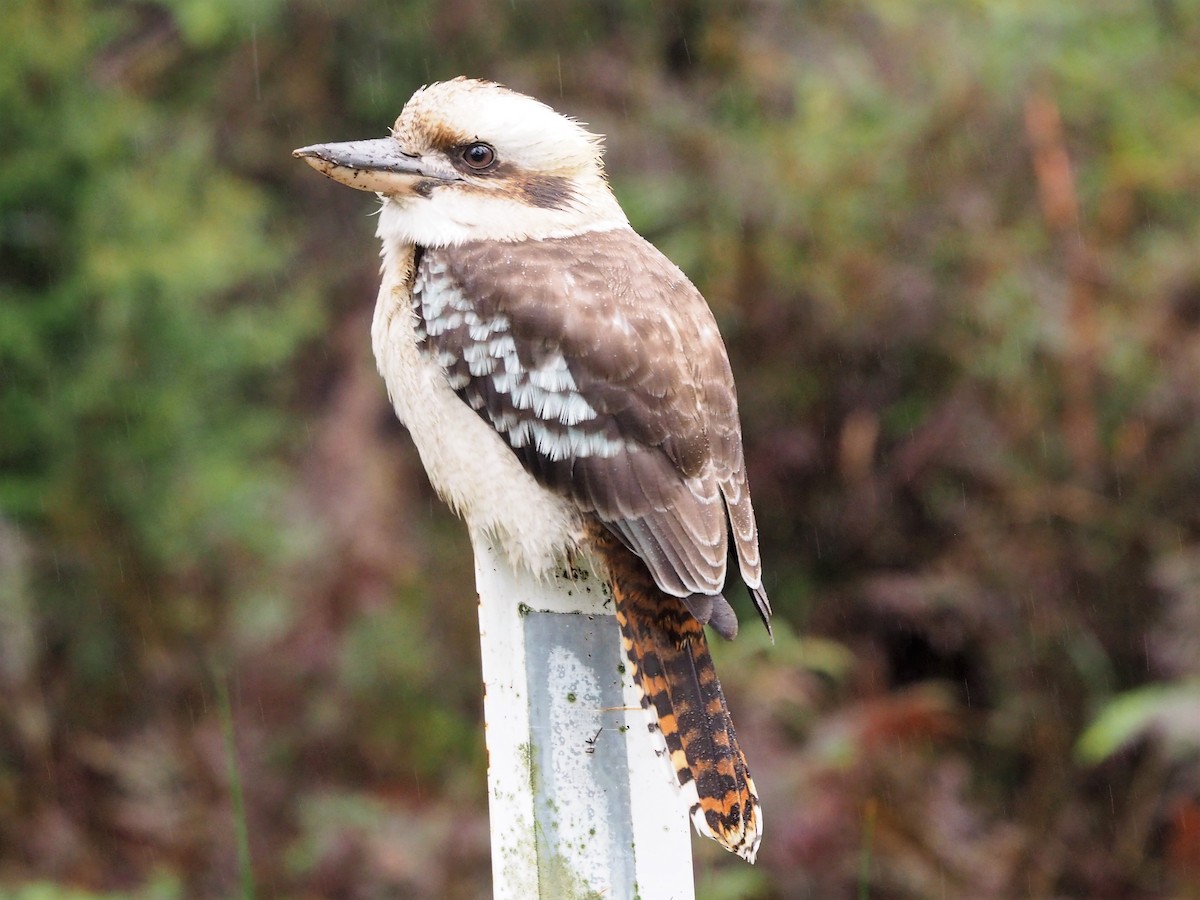 eBird Australia Checklist - 6 Jul 2020 - Yarra Ranges National Park ...