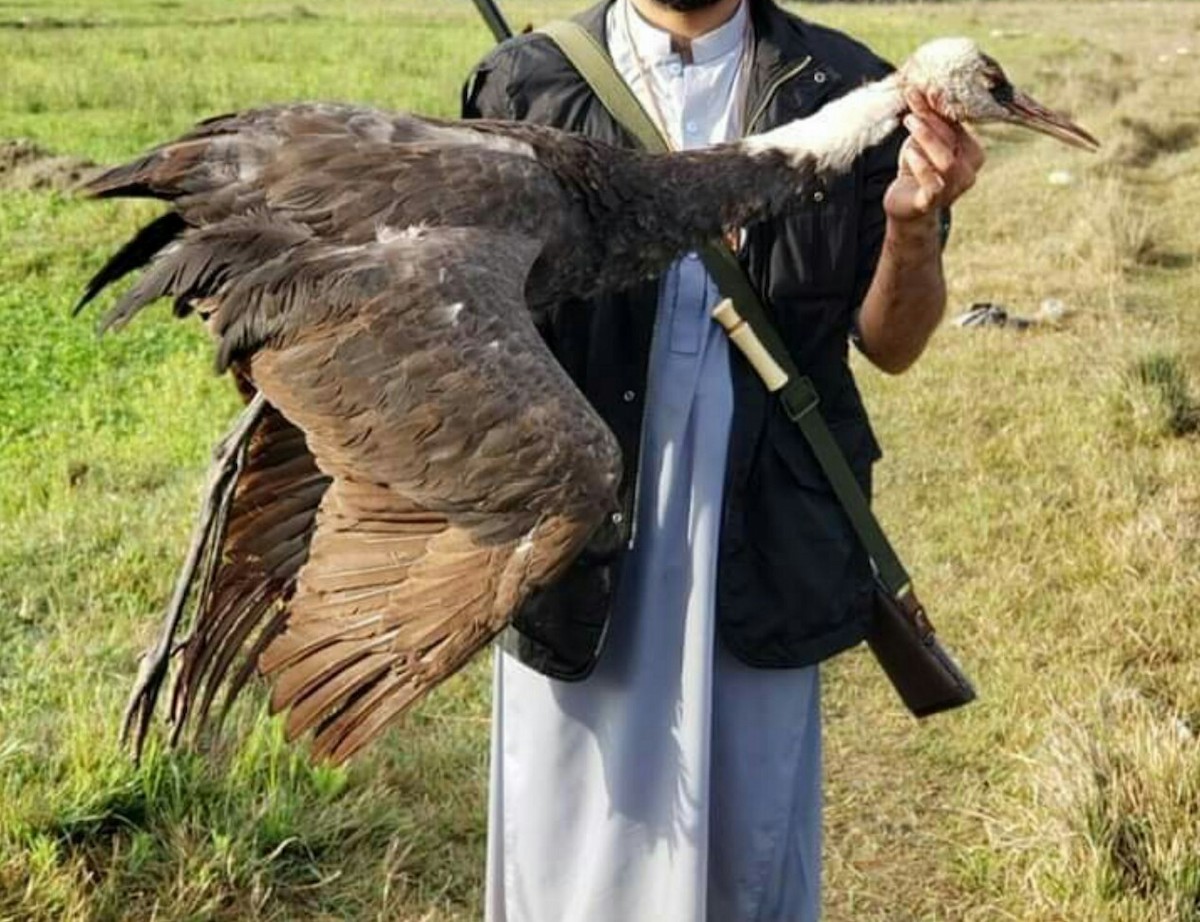 eBird Checklist - 12 Apr 2020 - Thana, River Swat, Malakand Division ...