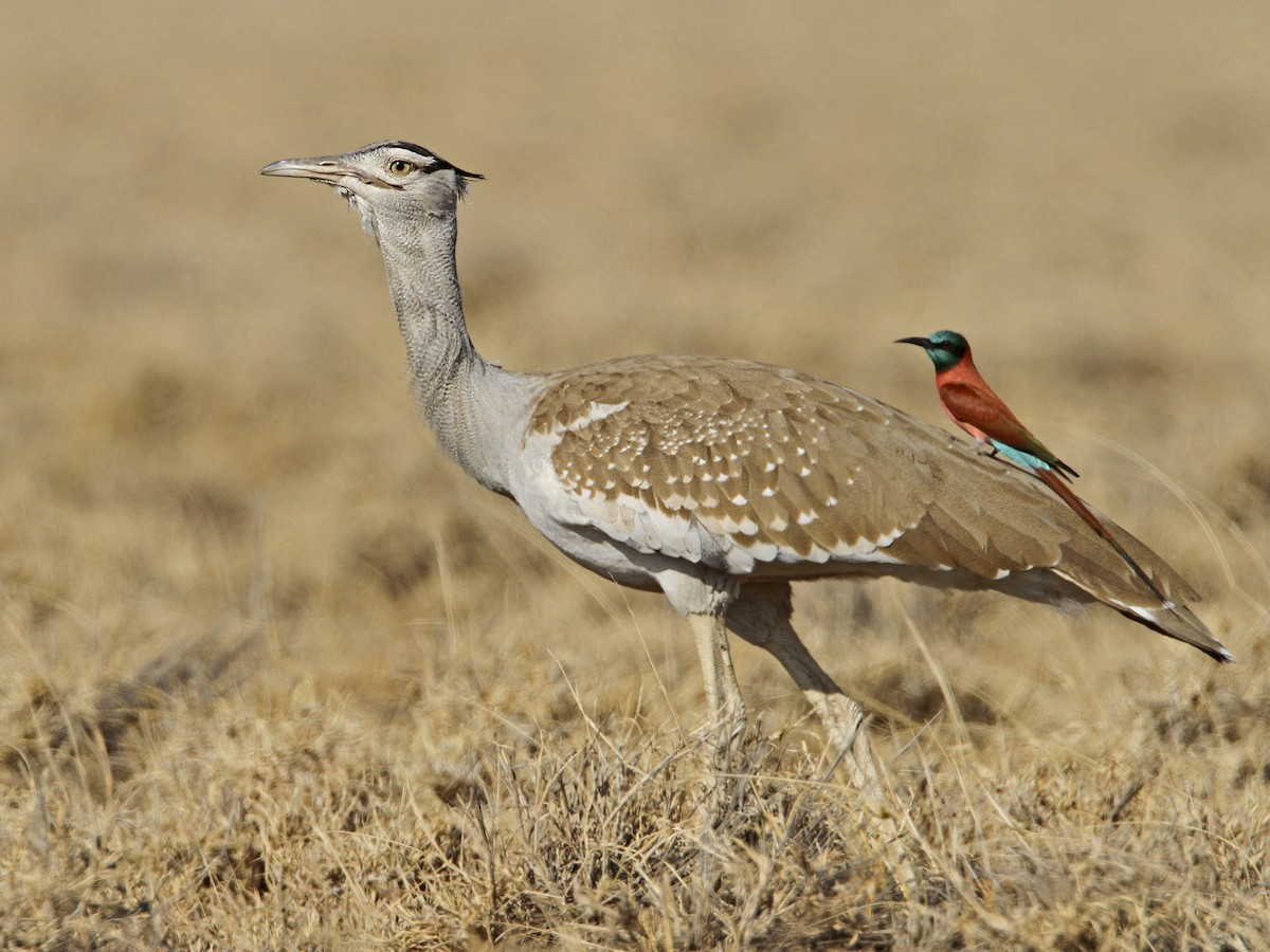 Arabian Bustard - Ardeotis arabs - Birds of the World