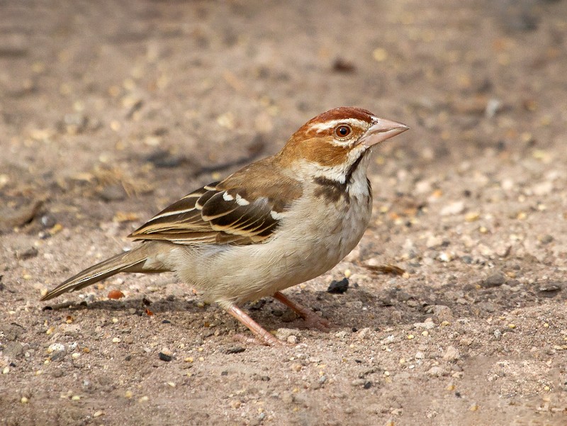Chestnut-crowned Sparrow-Weaver - eBird