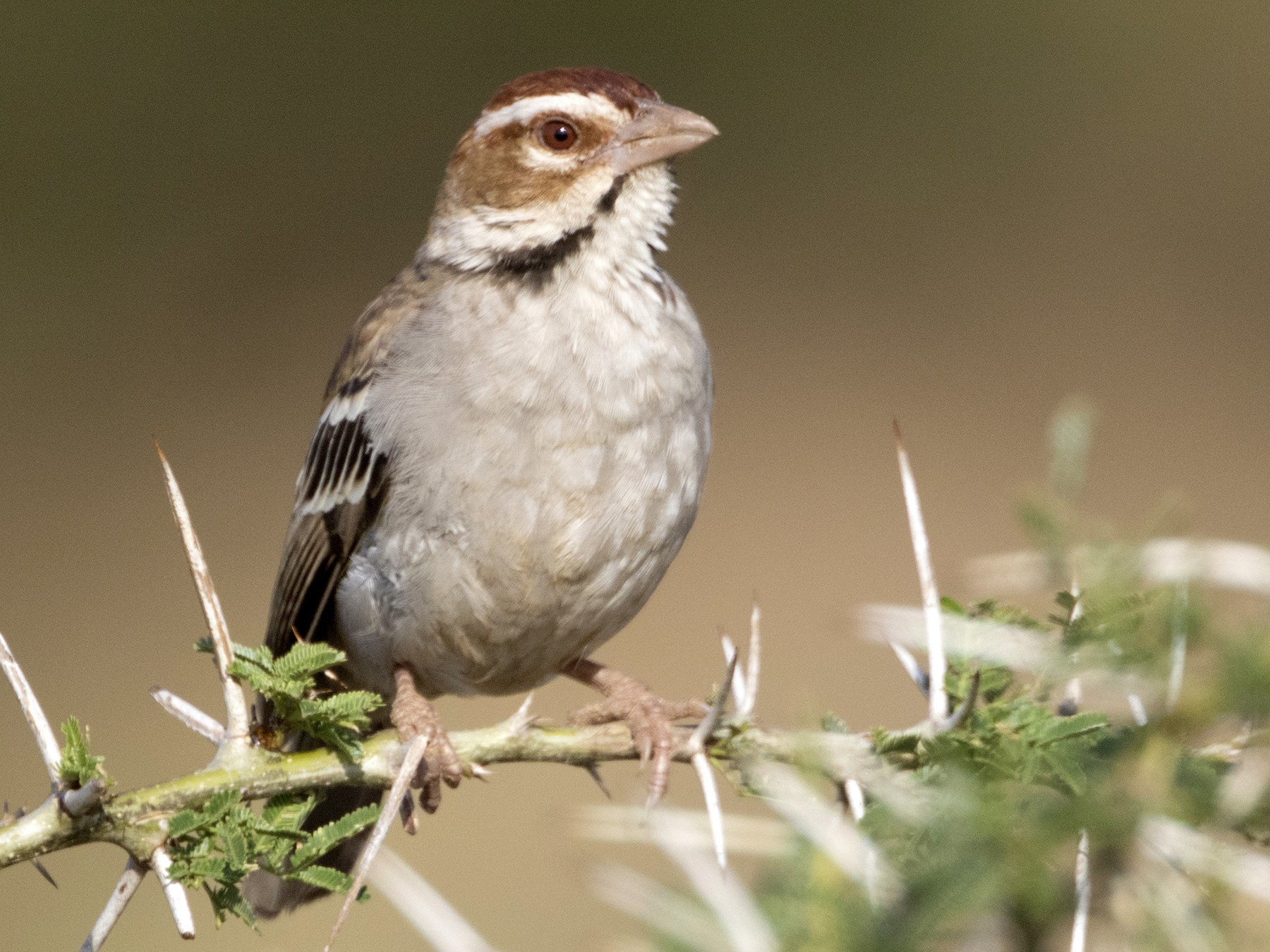 Chestnut-crowned Sparrow-Weaver - eBird