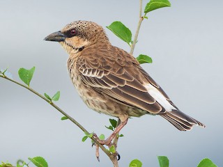Donaldson Smith's Sparrow-Weaver - eBird