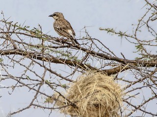 Donaldson Smith's Sparrow-Weaver - eBird