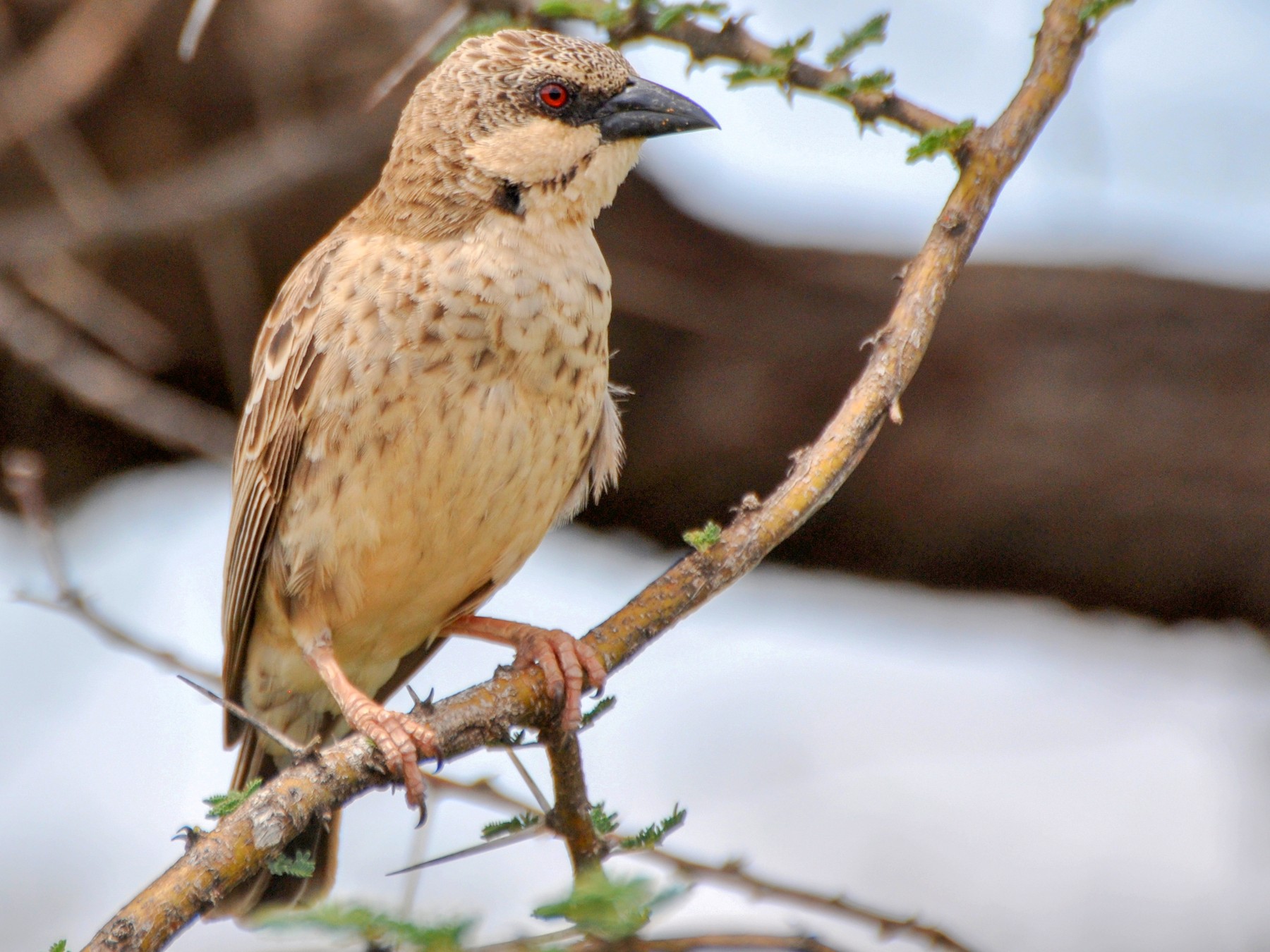 Donaldson Smith's Sparrow-Weaver - eBird