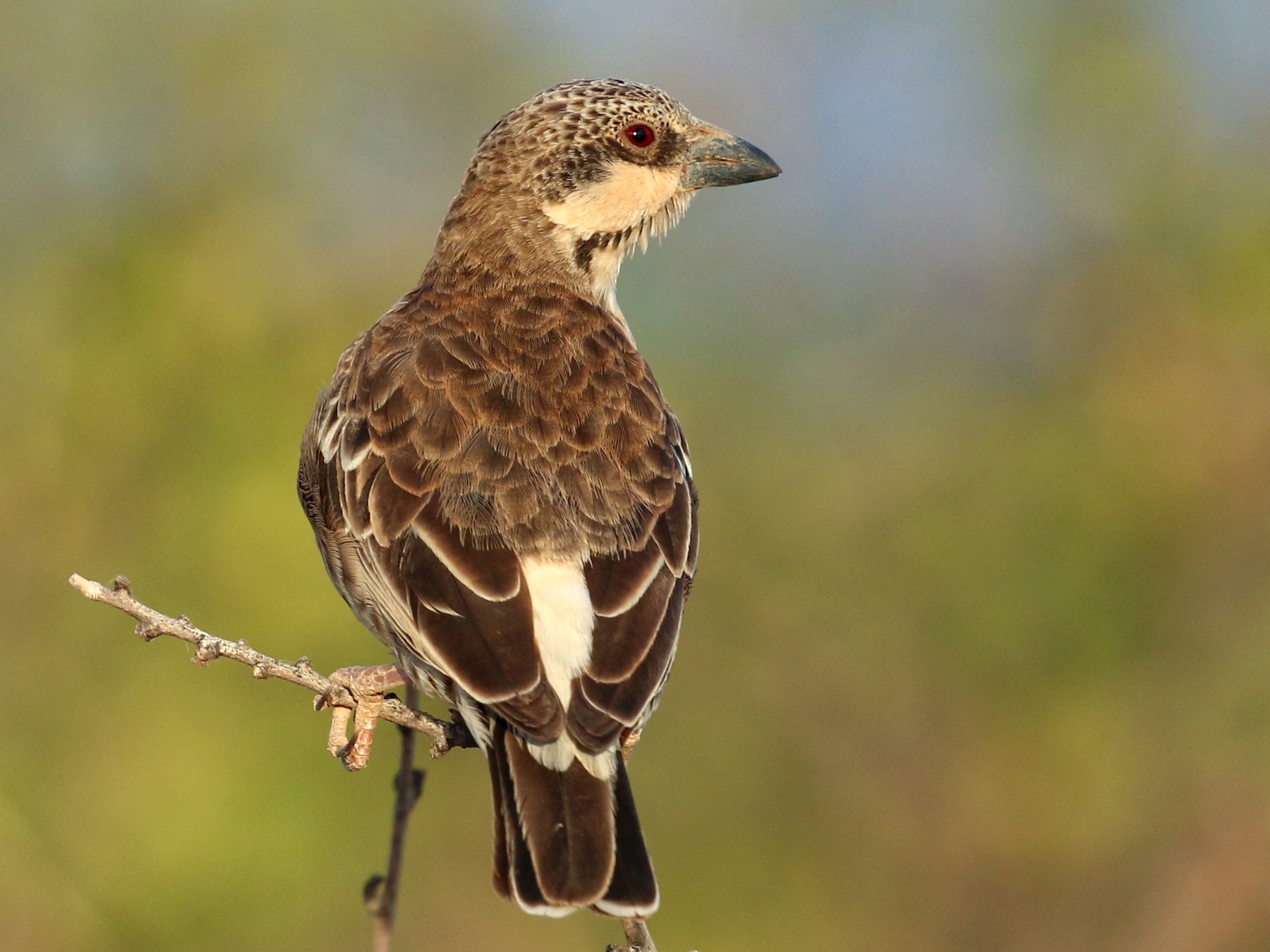 Tejedor Gorrión de Donaldson - eBird