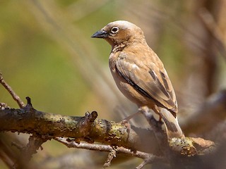 Gray-capped Social-Weaver - eBird