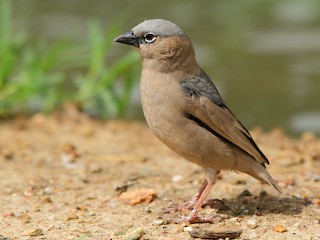 Gray-capped Social-Weaver - eBird