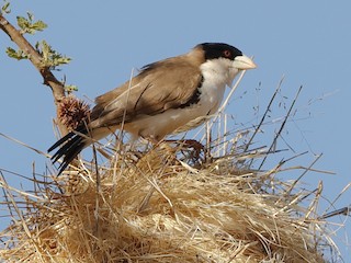 Black-capped Social-Weaver - eBird