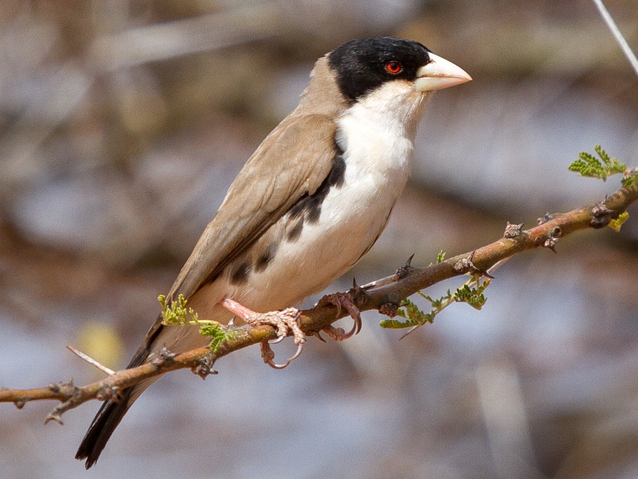Black-capped Social-Weaver - eBird