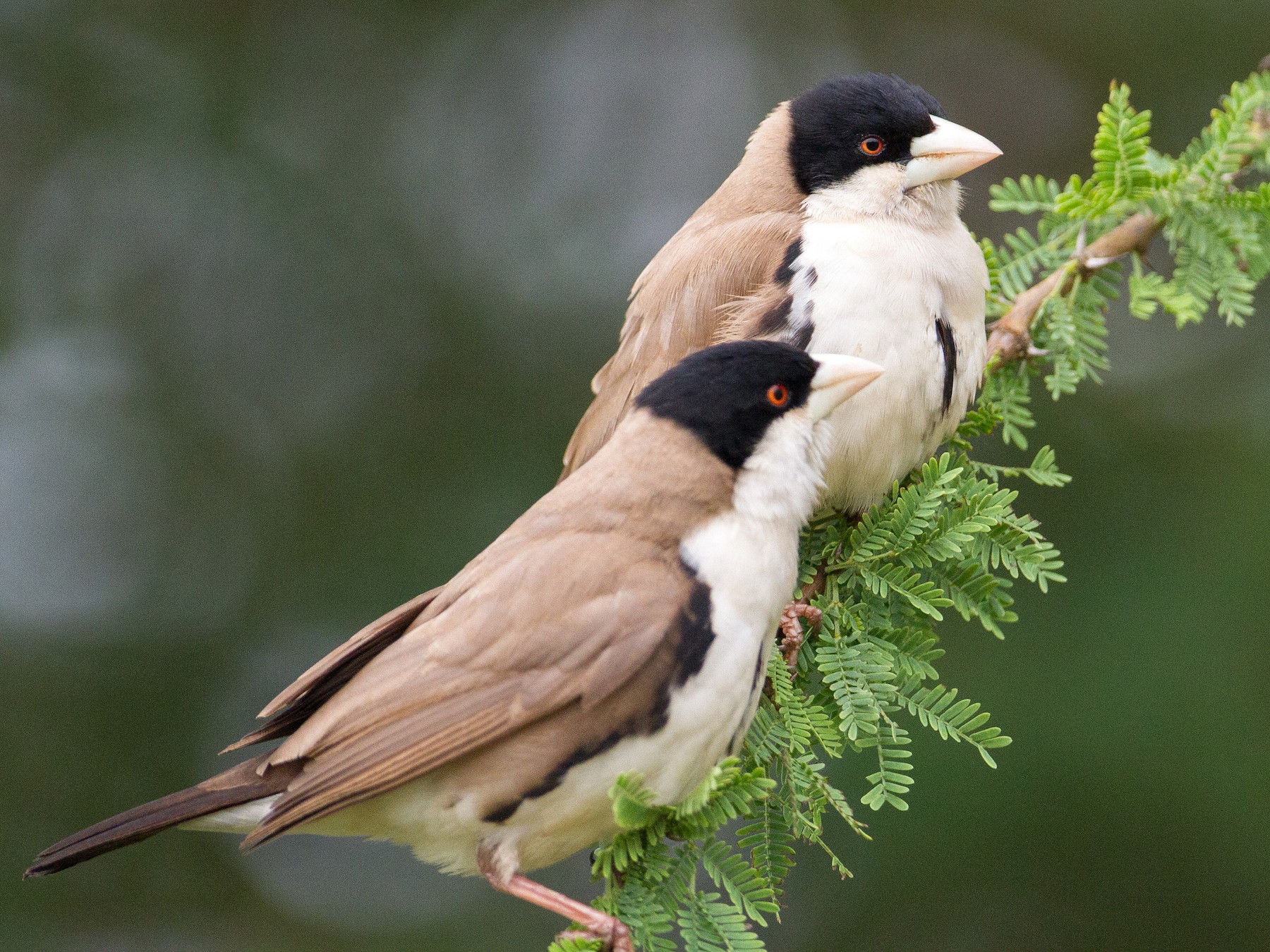 Black-capped Social-Weaver - eBird