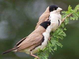 Black-capped Social-Weaver - eBird