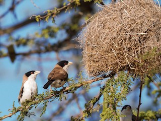 Black-capped Social-Weaver - eBird