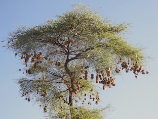 Black-capped Social-Weaver - eBird