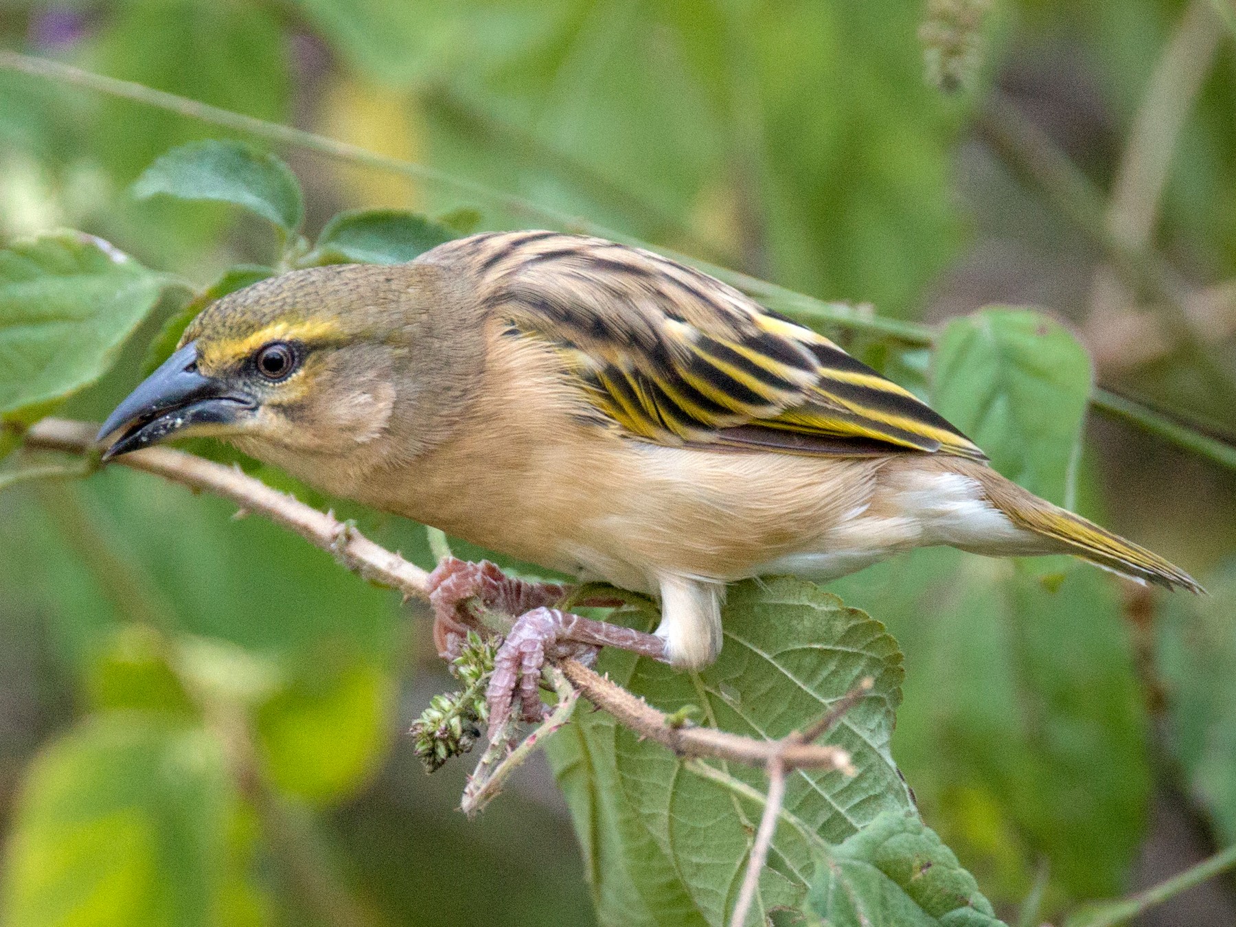 Northern Masked-Weaver - eBird