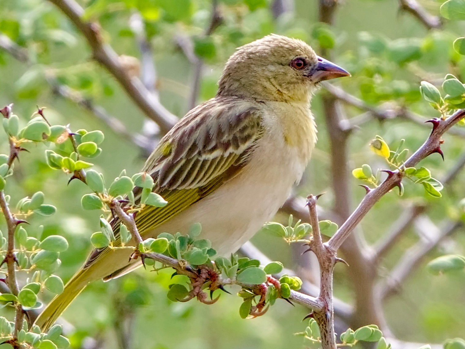 Vitelline Masked-Weaver - eBird