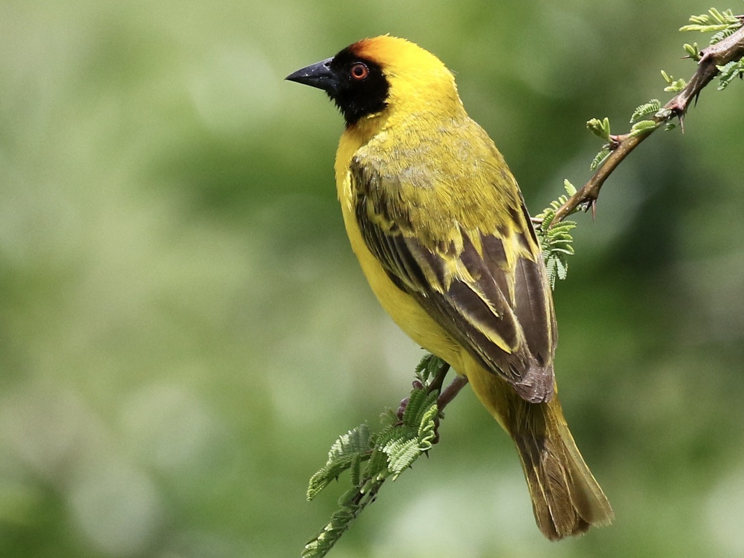 Vitelline Masked-Weaver - eBird