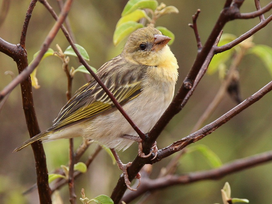 Vitelline Masked-Weaver - eBird