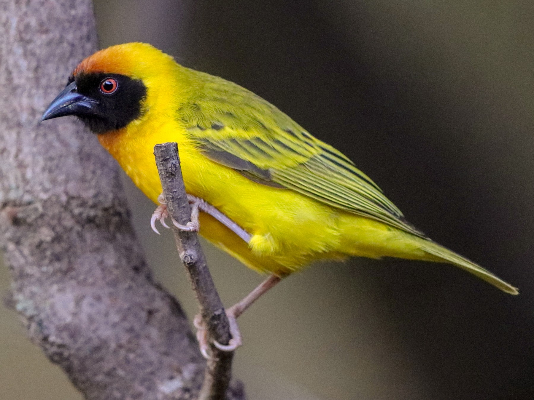 Vitelline Masked-Weaver - eBird