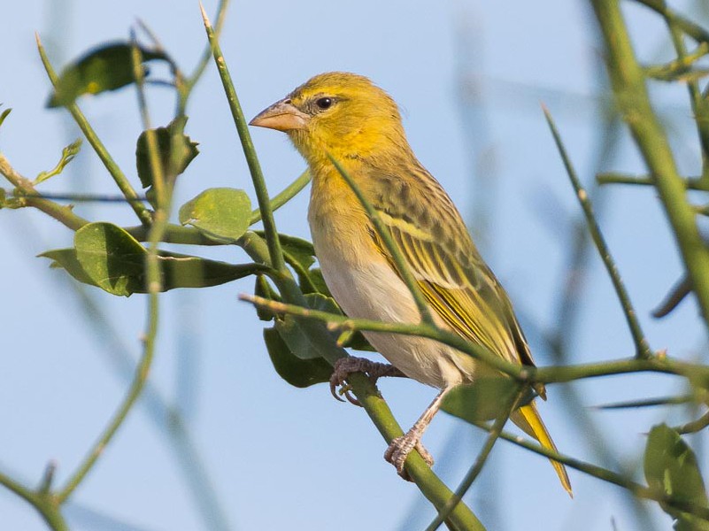 Vitelline Masked-Weaver - eBird