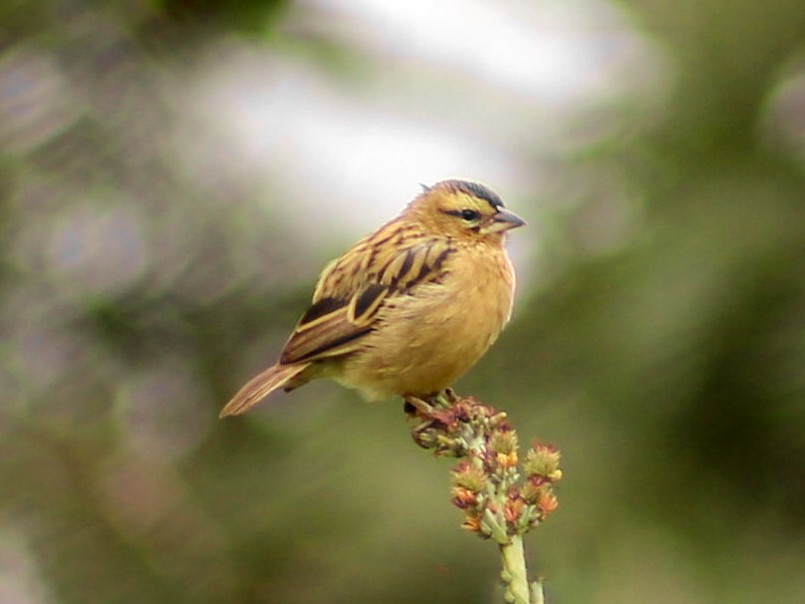 Black Bishop - eBird