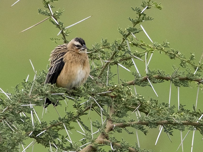 Black Bishop - eBird