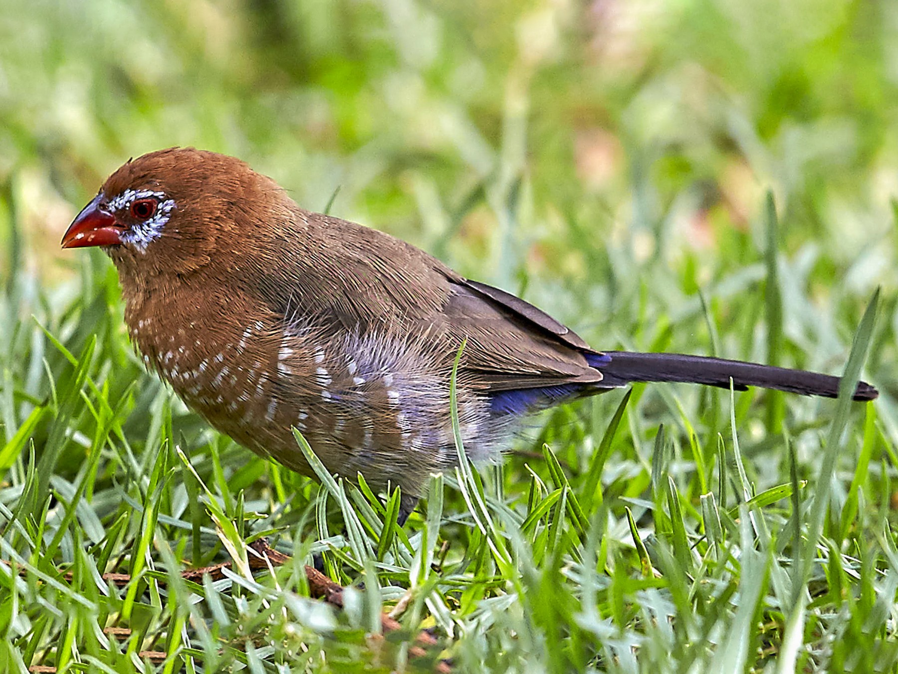 Purple Grenadier - eBird