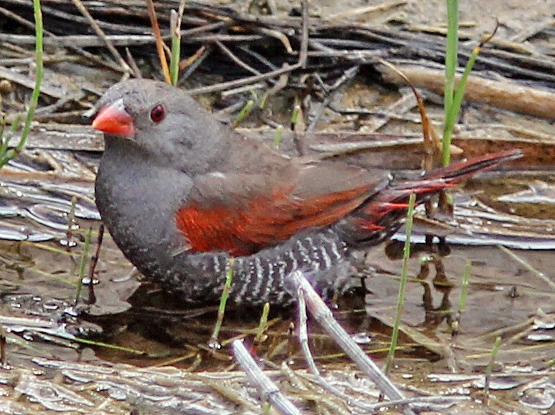 Red-billed Pytilia - eBird