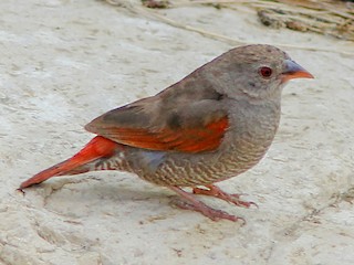 Red-billed Pytilia - eBird
