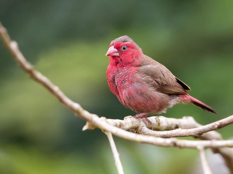Bar-breasted Firefinch - eBird