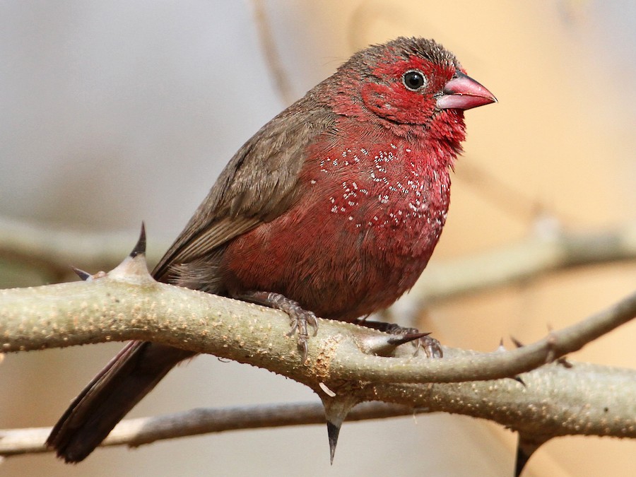 Bar-breasted Firefinch - eBird