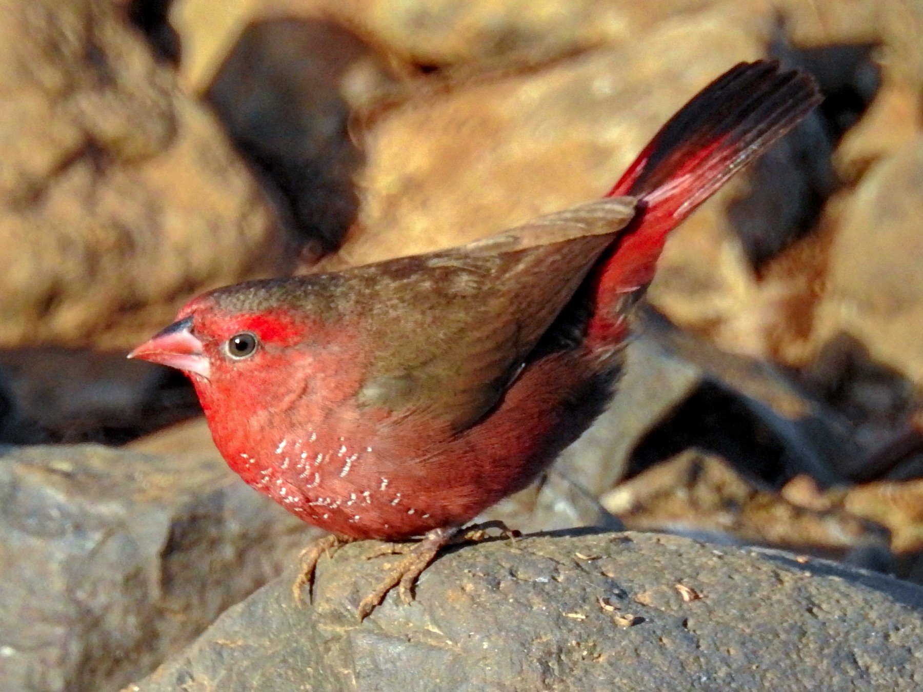 Bar-breasted Firefinch - eBird
